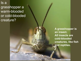 Grasshoppers | PPT