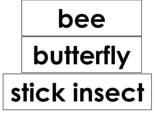 Insect (Pictures and Word Cards) | PPTX