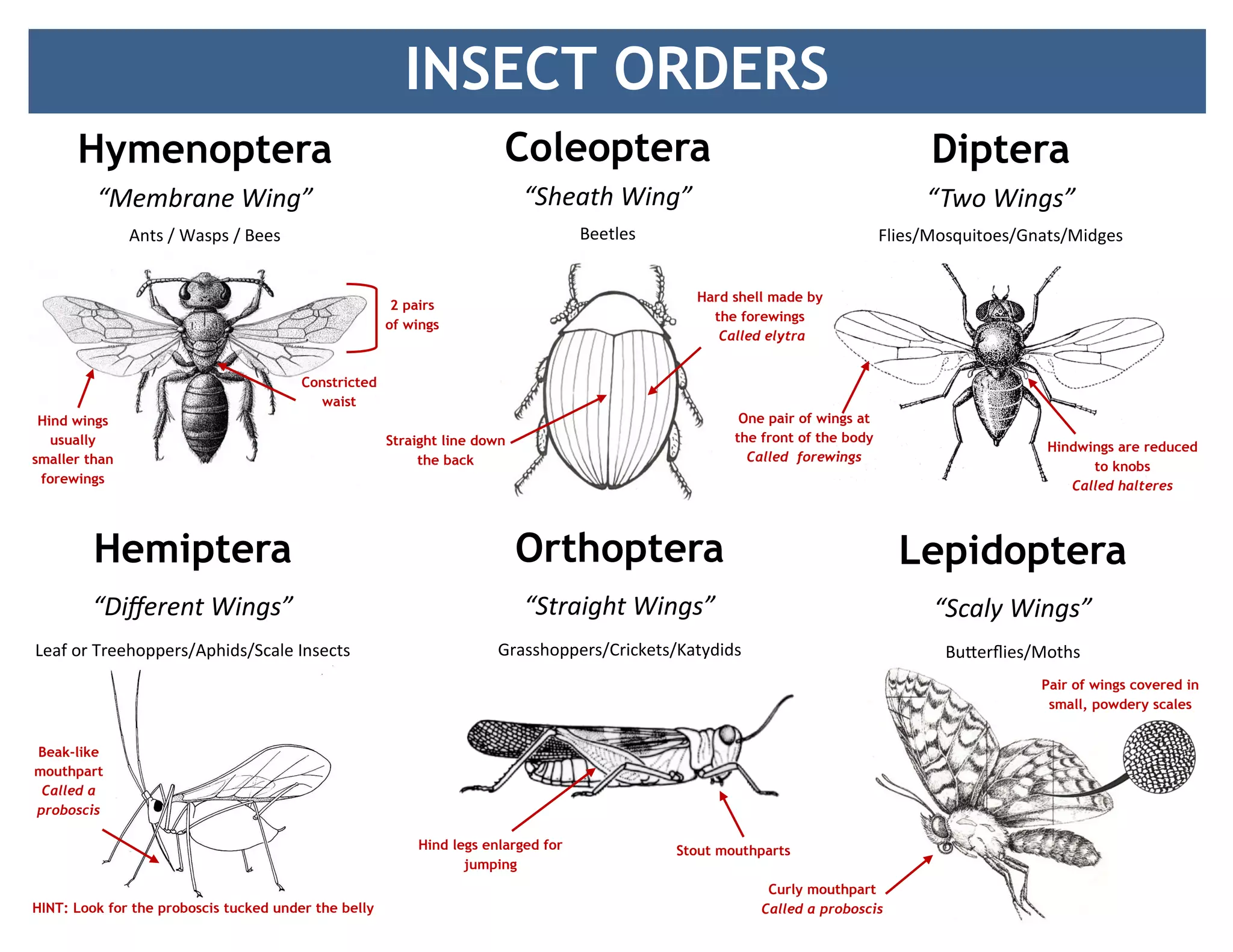 Insect | PDF