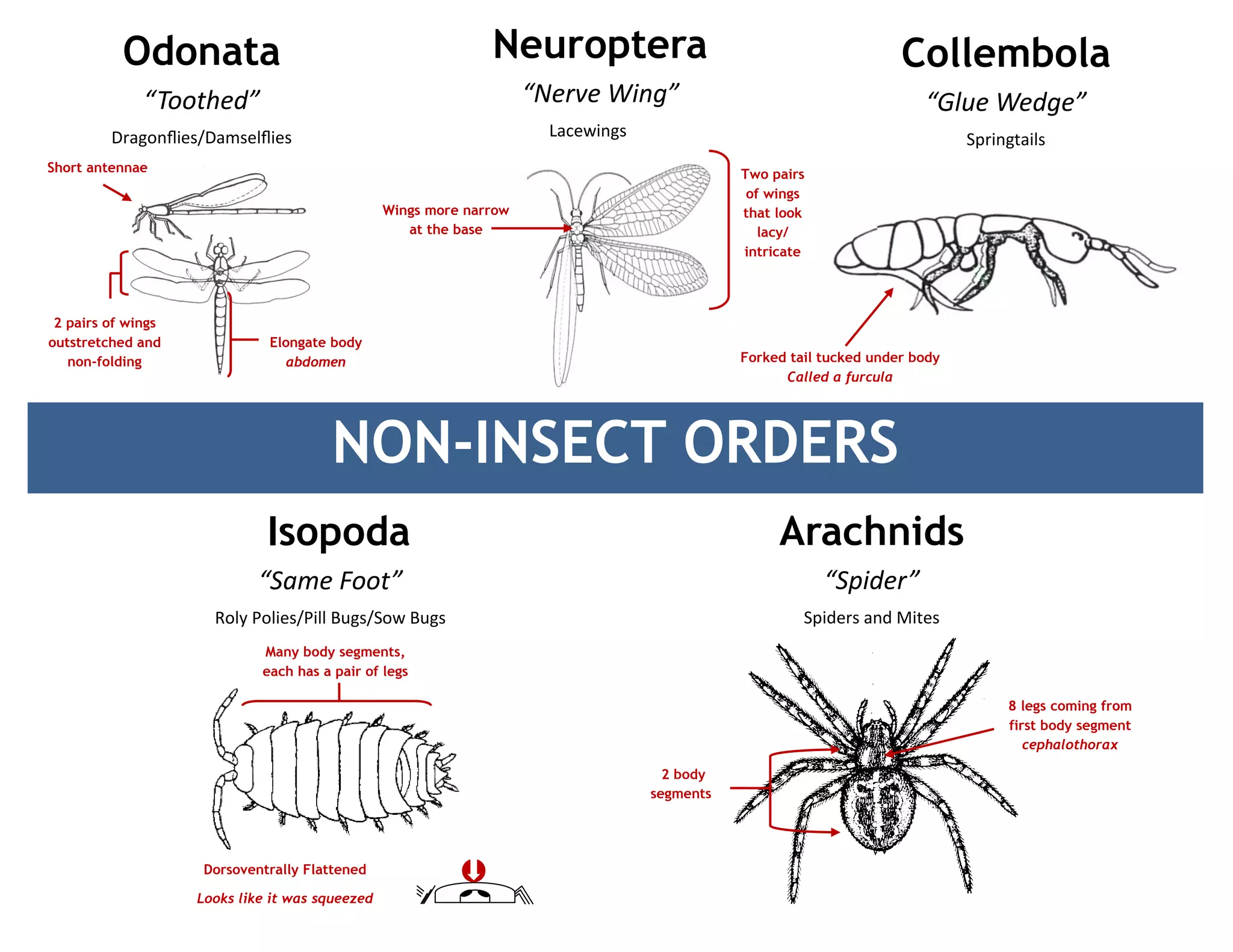 Insect | PDF
