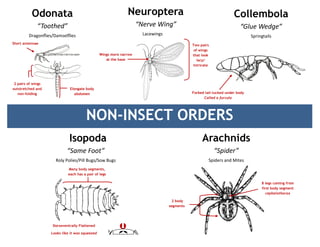 Insect | PDF