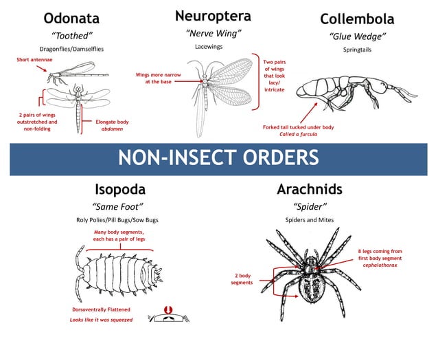 Insect | PDF