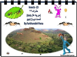 Insect 23 | PPT