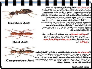 Insect 23 | PPT
