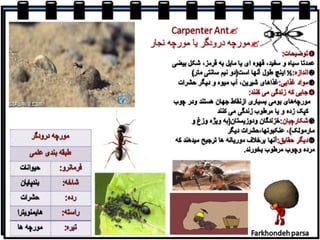 Insect 23 | PPT