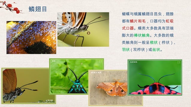 Insect classification and characteristics.pptx