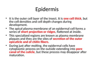 Insect-integument (exoskeleton) cuticle.pptx
