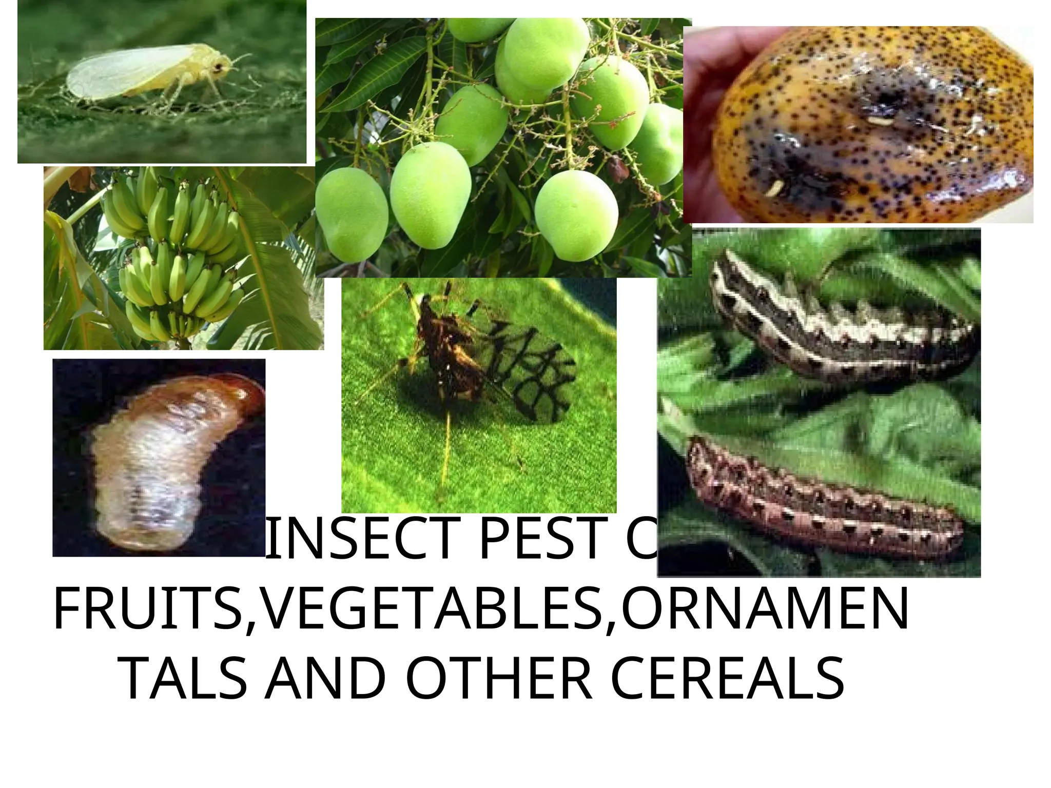 insect-pest of fruits, vegetables and other crops.ppt