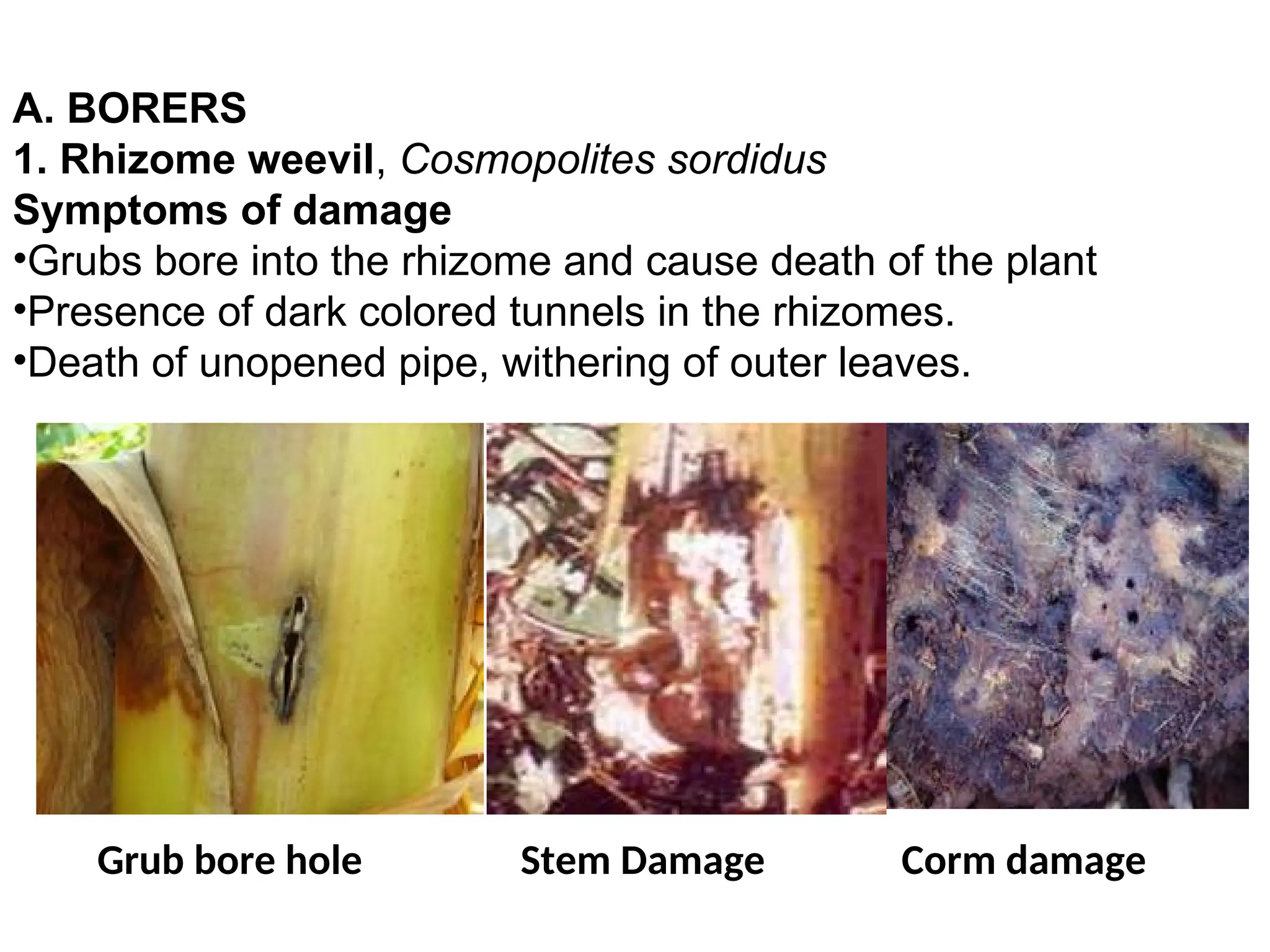 insect-pest of fruits, vegetables and other crops.ppt