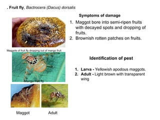 insect-pest of fruits, vegetables and other crops.ppt