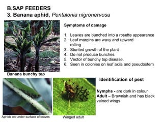 insect-pest of fruits, vegetables and other crops.ppt