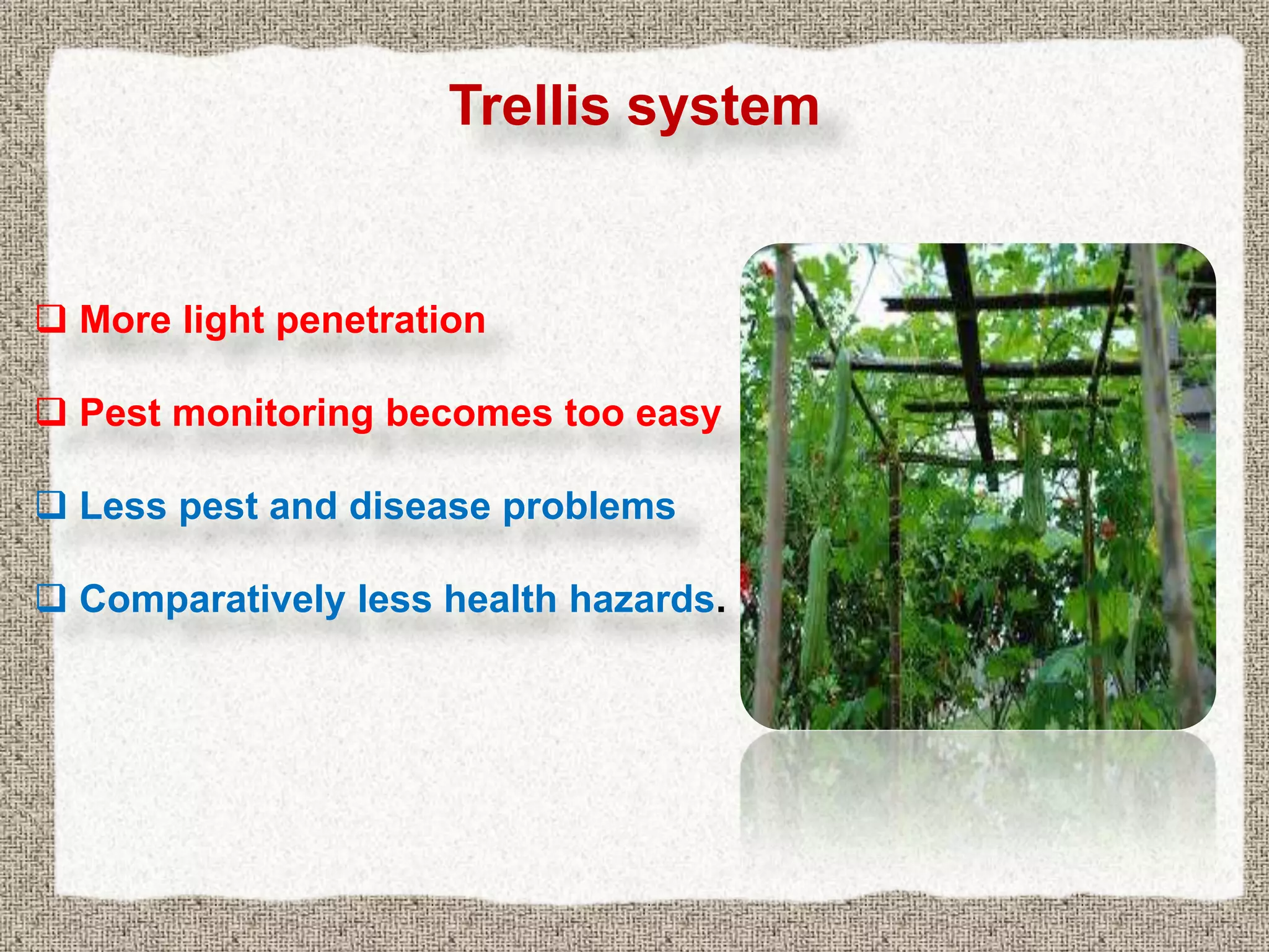 Insect pest management in vegetable crops | PPTX