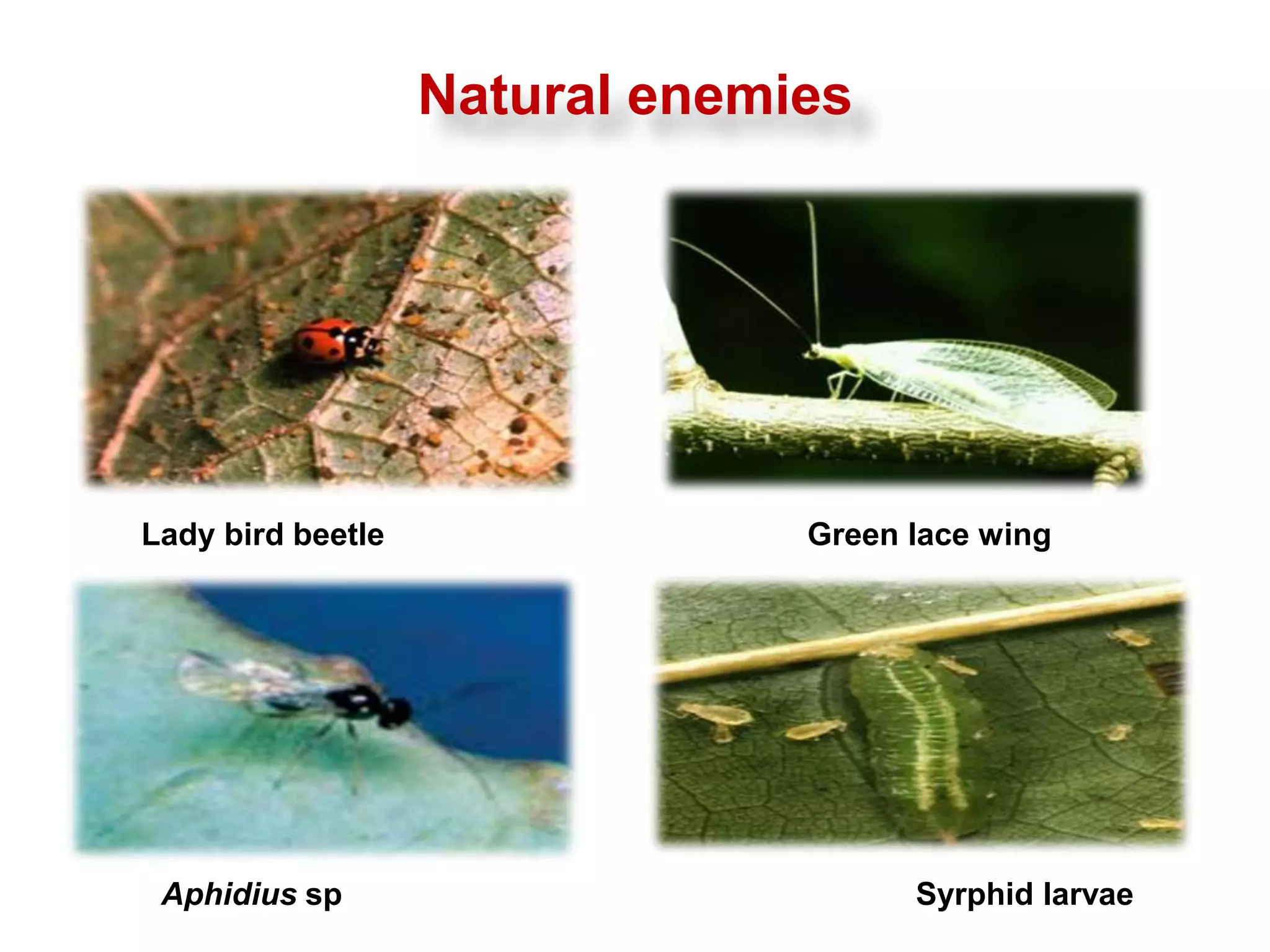 Insect pest management in vegetable crops | PPTX