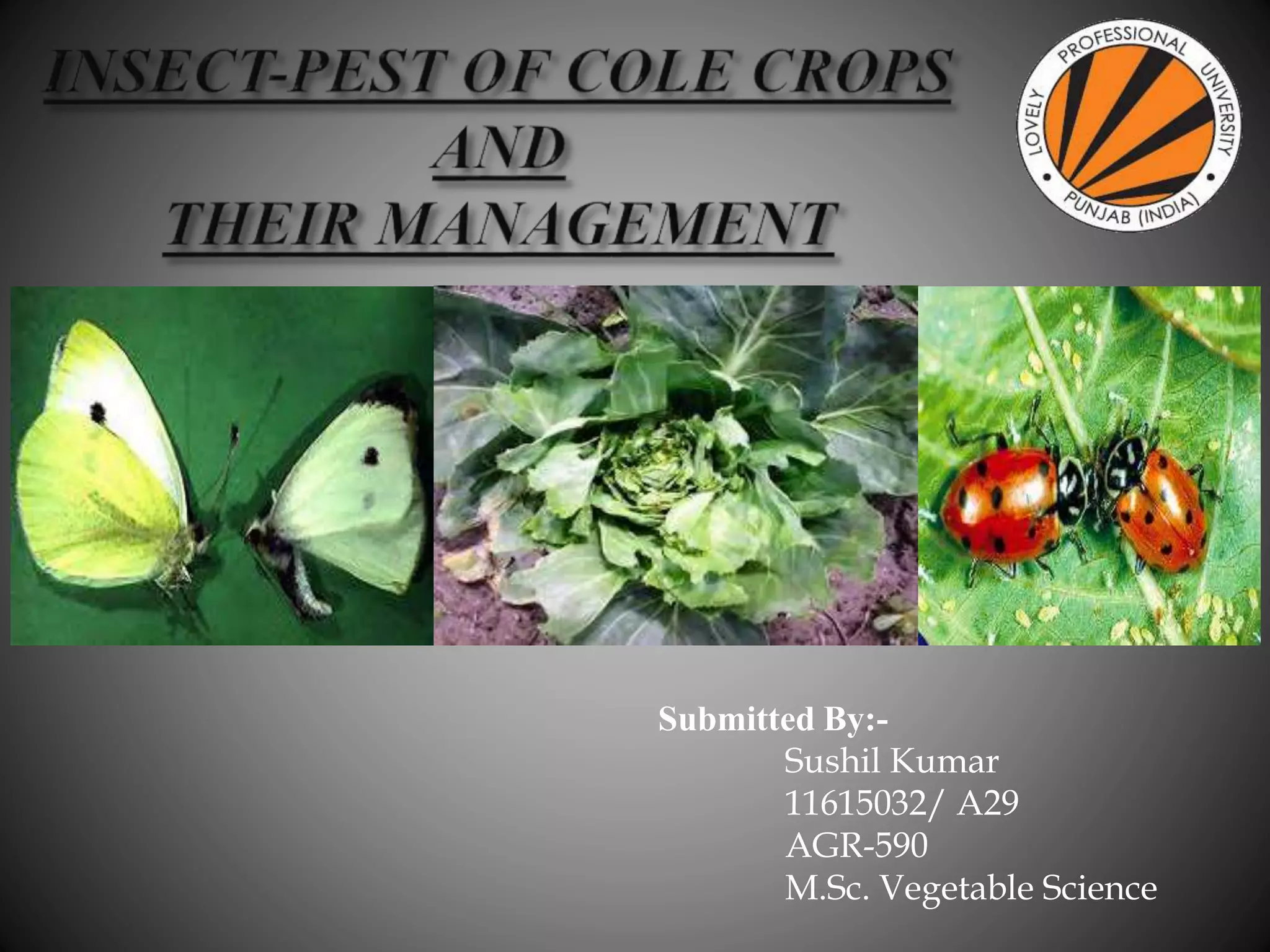 Insect pest of cole crops and their management | PPTX