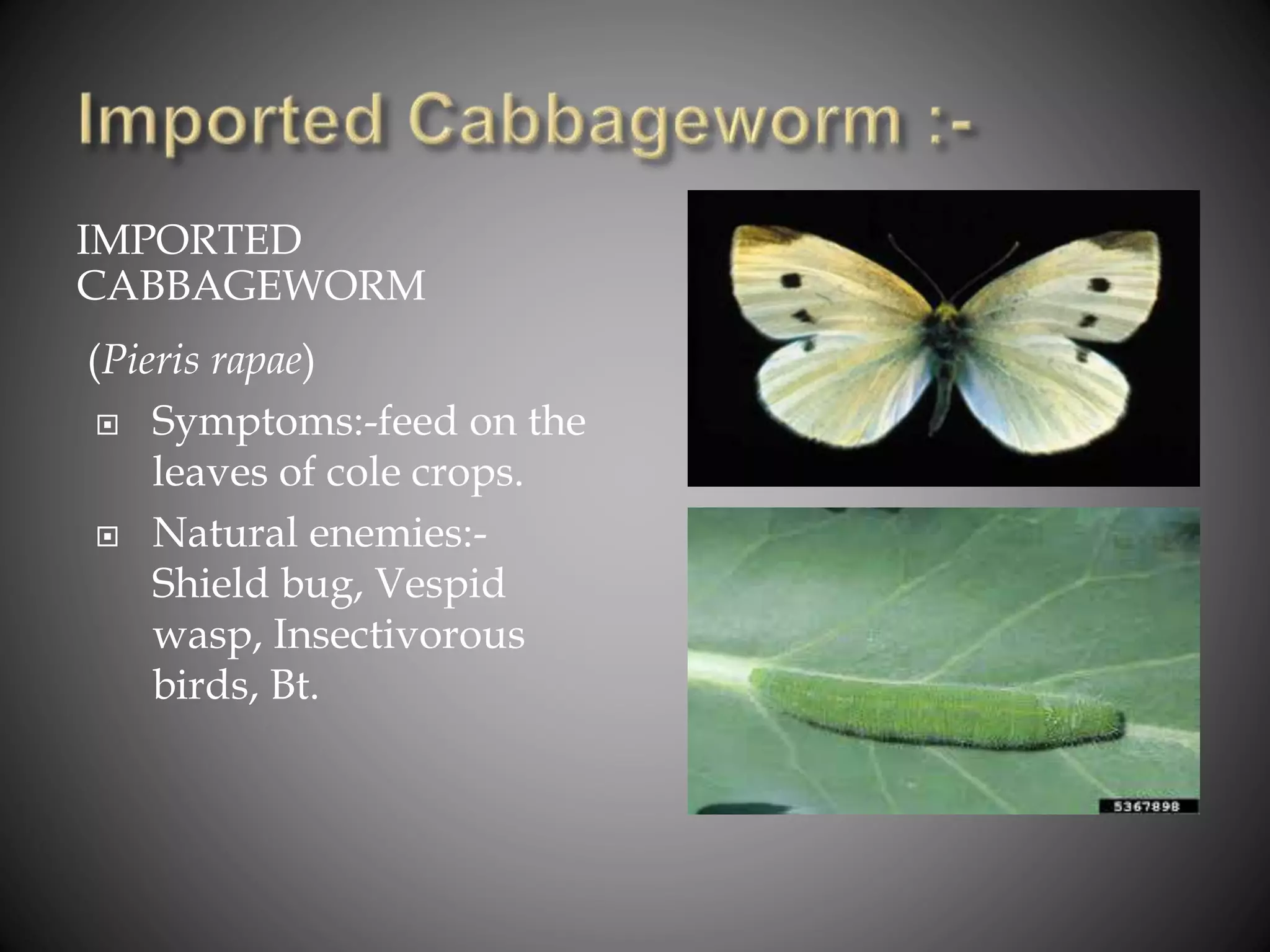 Insect pest of cole crops and their management | PPTX