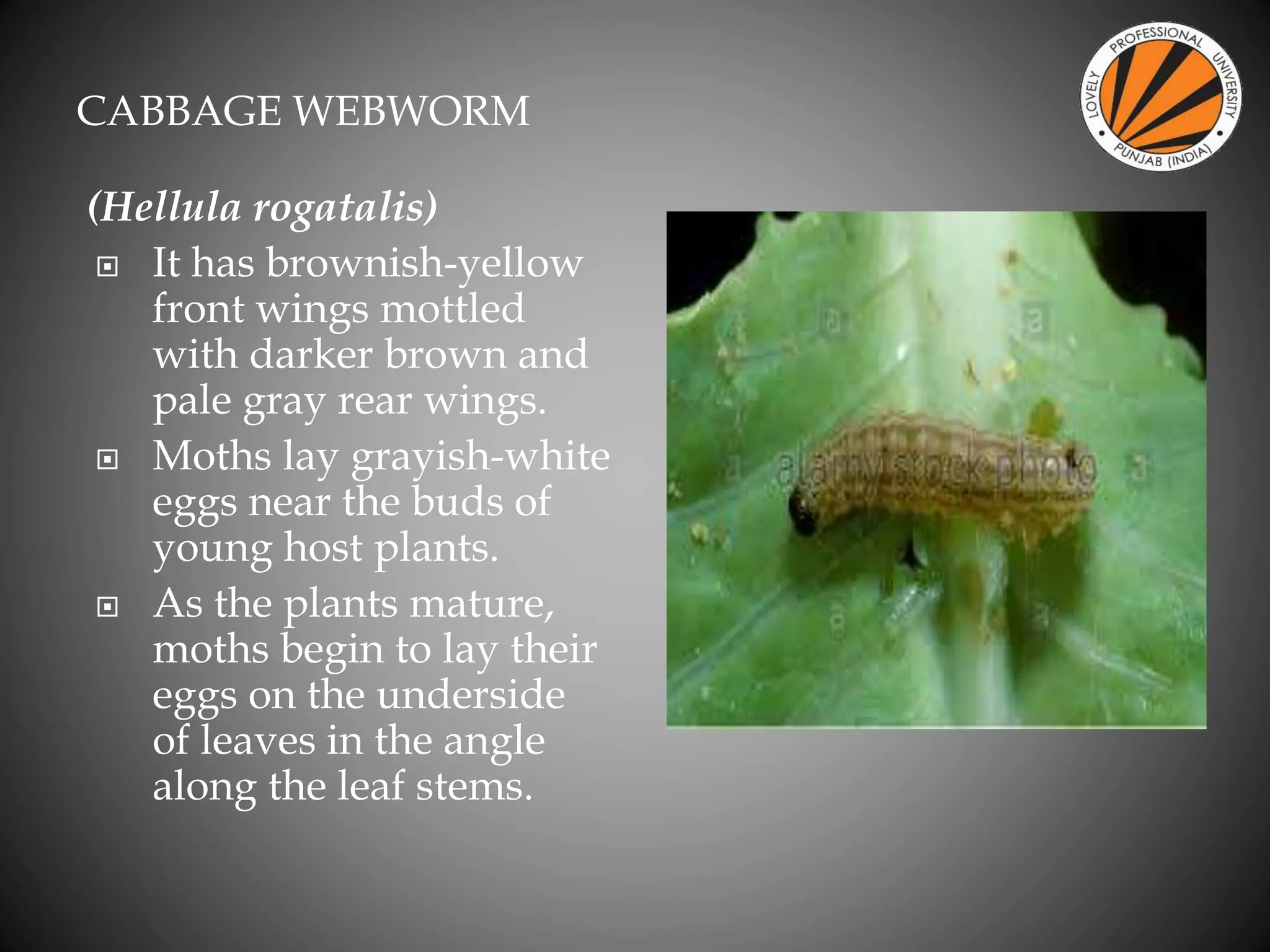 Insect pest of cole crops and their management | PPTX