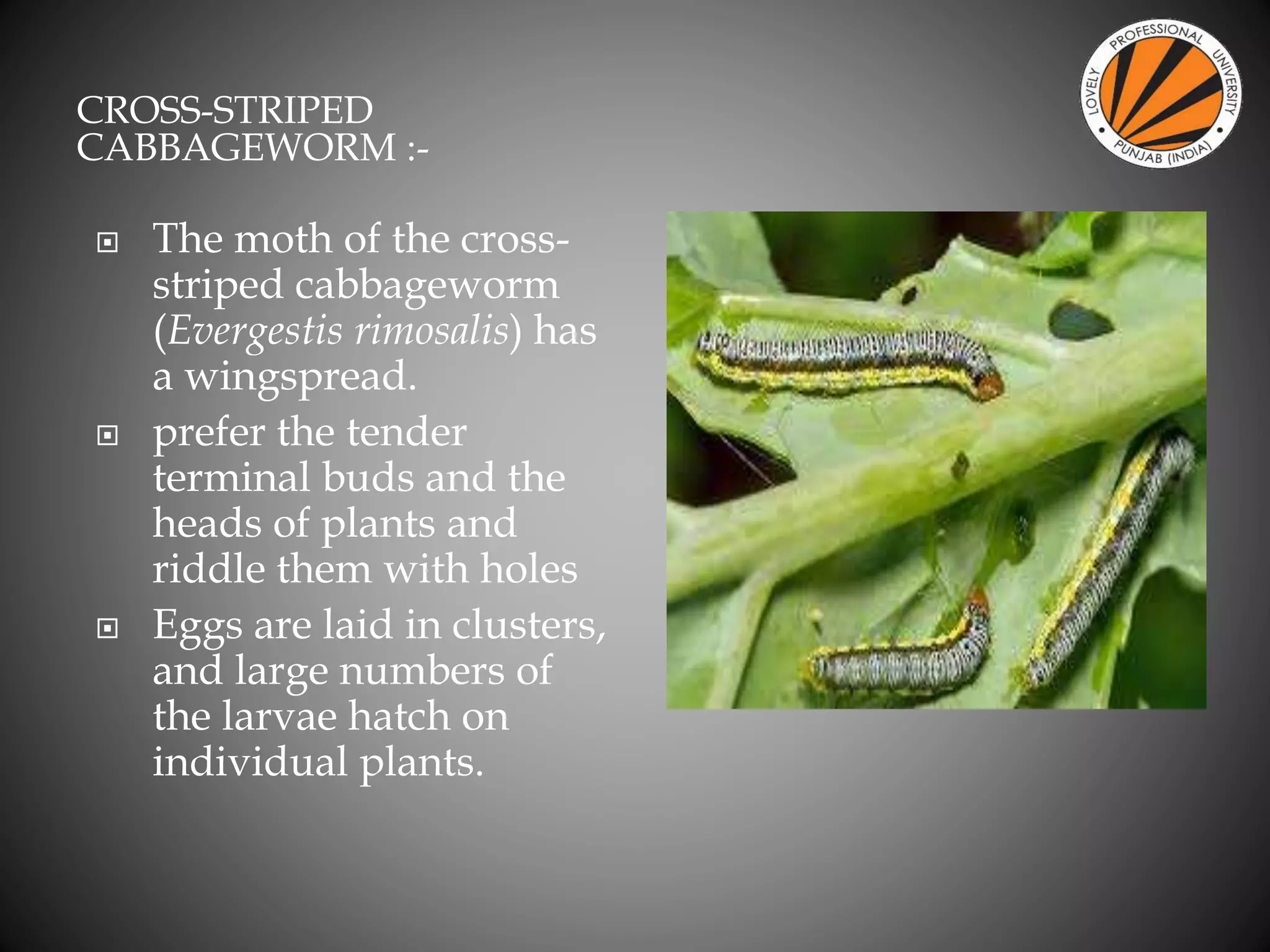 Insect pest of cole crops and their management | PPTX