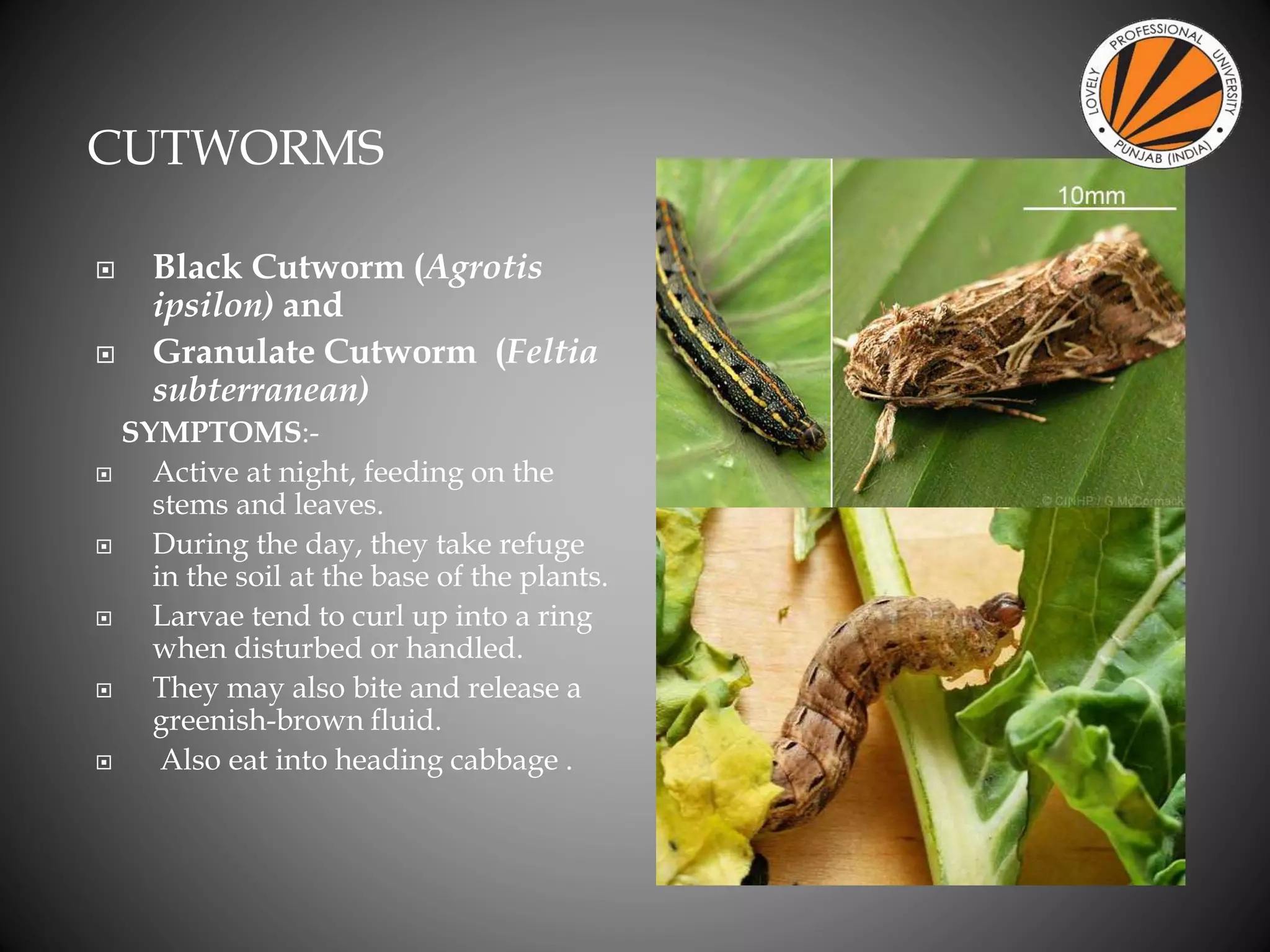 Insect pest of cole crops and their management | PPTX