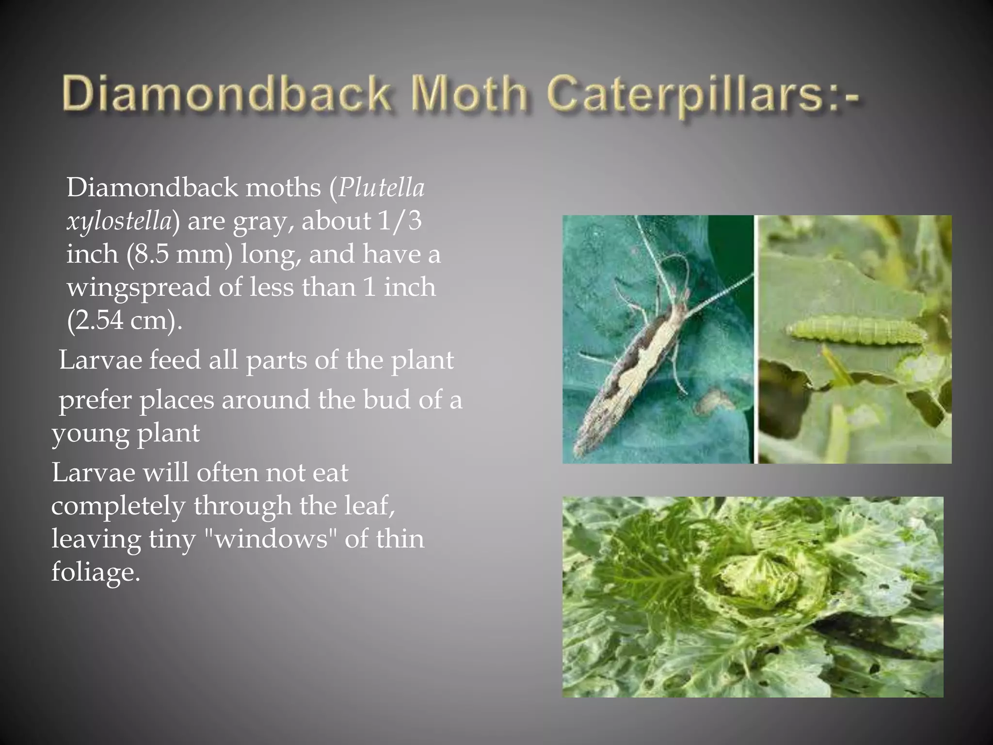 Insect pest of cole crops and their management | PPTX