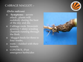 Insect pest of cole crops and their management | PPTX