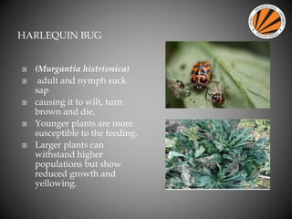 Insect pest of cole crops and their management | PPTX