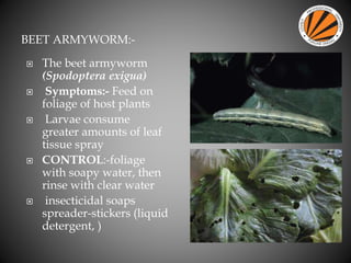 Insect pest of cole crops and their management | PPTX