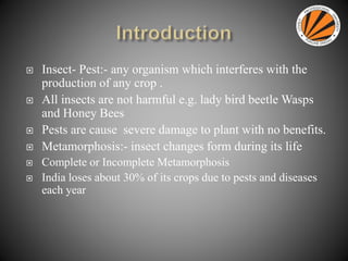 Insect pest of cole crops and their management | PPTX