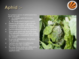 Insect pest of cole crops and their management | PPTX
