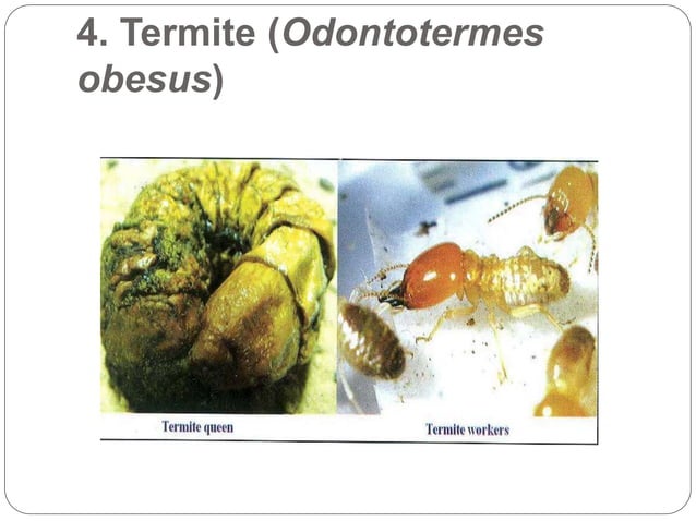 Insect- Pests Damage and their control measures of Ber ppt.pptx