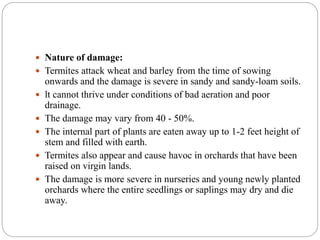 Insect- Pests Damage and their control measures of Ber ppt.pptx