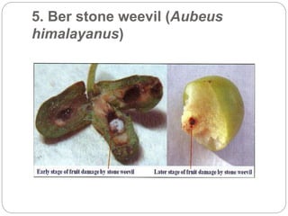 Insect- Pests Damage and their control measures of Ber ppt.pptx