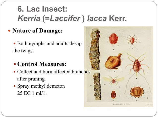 Insect- Pests Damage and their control measures of Ber ppt.pptx