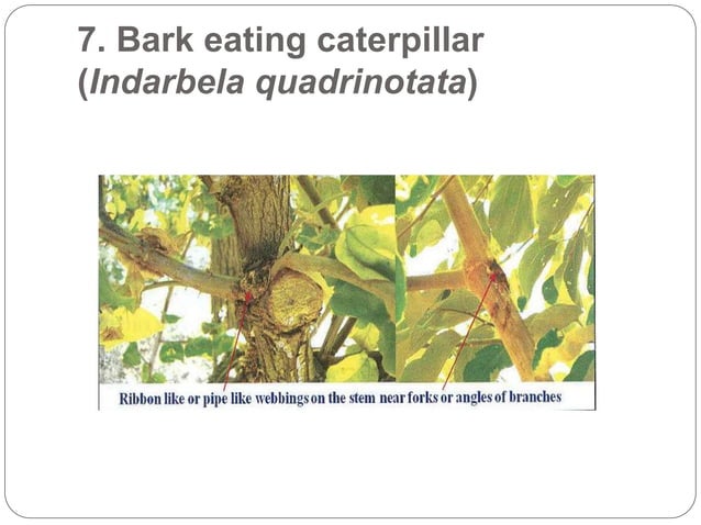 Insect- Pests Damage and their control measures of Ber ppt.pptx