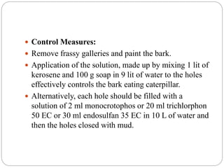Insect- Pests Damage and their control measures of Ber ppt.pptx