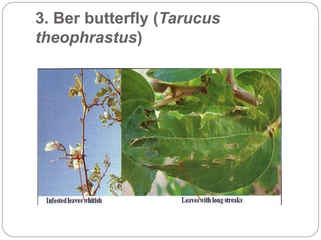 Insect- Pests Damage and their control measures of Ber ppt.pptx