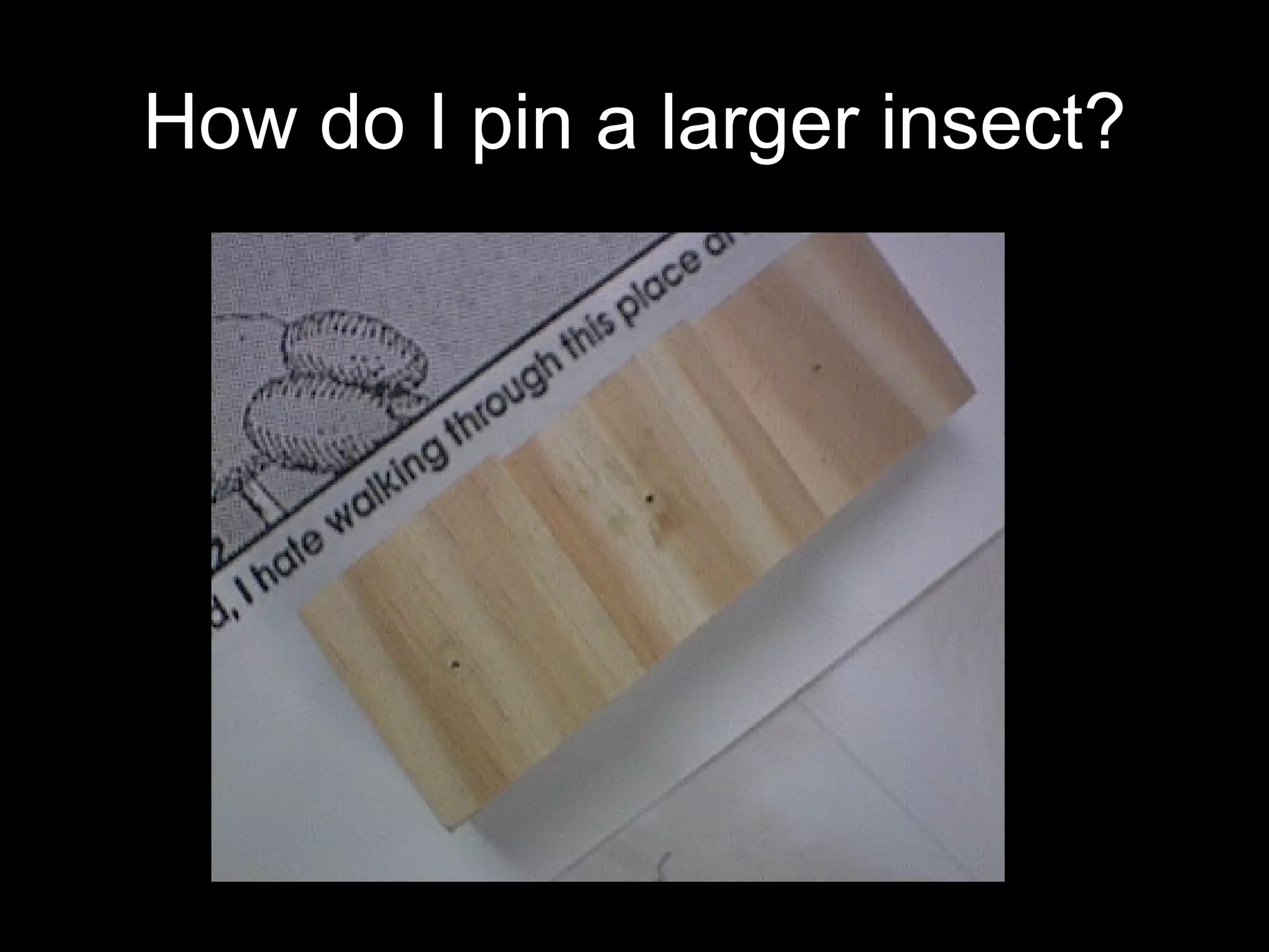 Insect Pinning | PPT