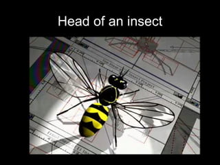 Insect Pinning | PPT
