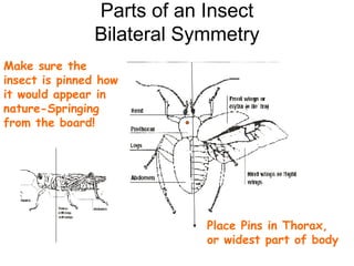 Insect Pinning | PPT