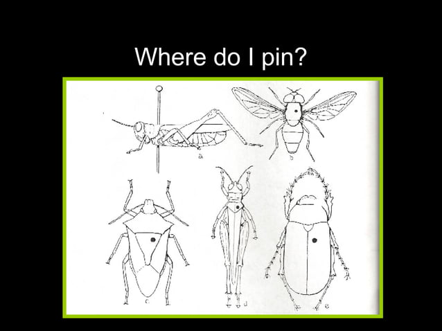 Insect Pinning | PPT | Beekeeping | Hobbies & Interests