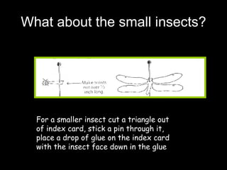 Insect Pinning | PPT