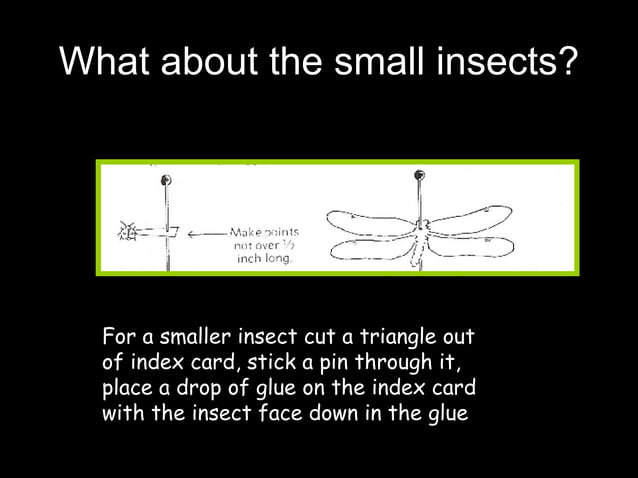 Insect Pinning | PPT | Beekeeping | Hobbies & Interests