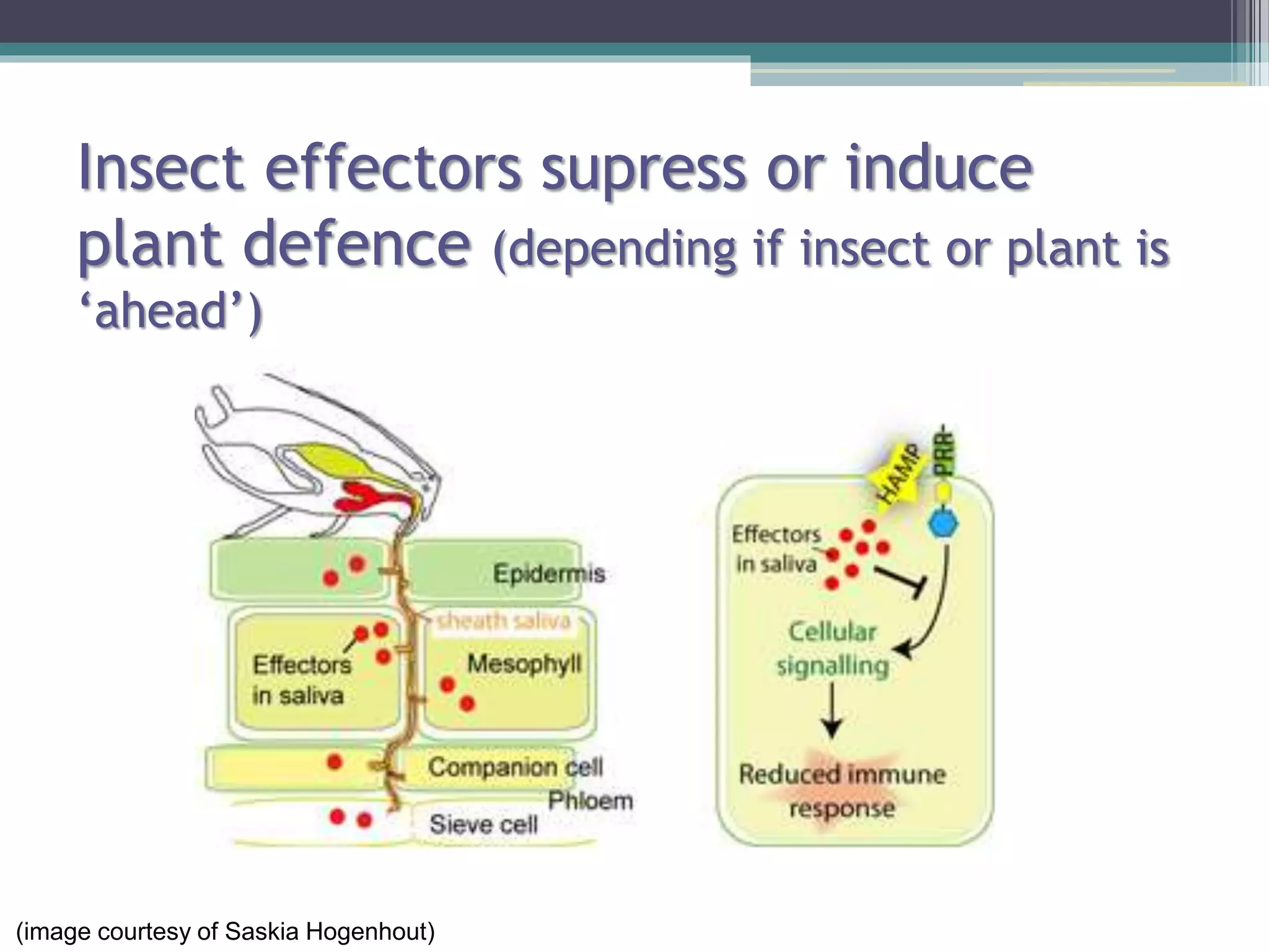 Insect plant interactions | PPTX