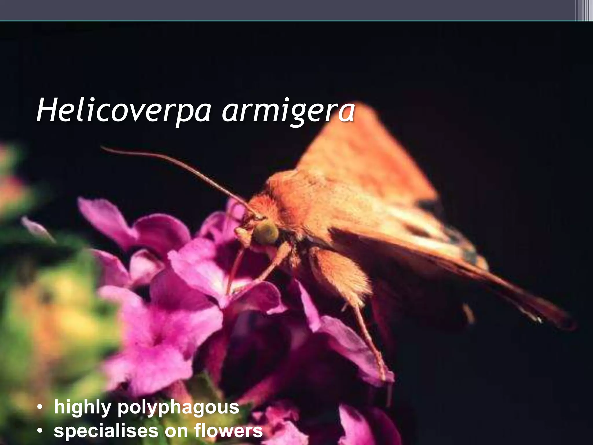 Insect plant interactions | PPTX