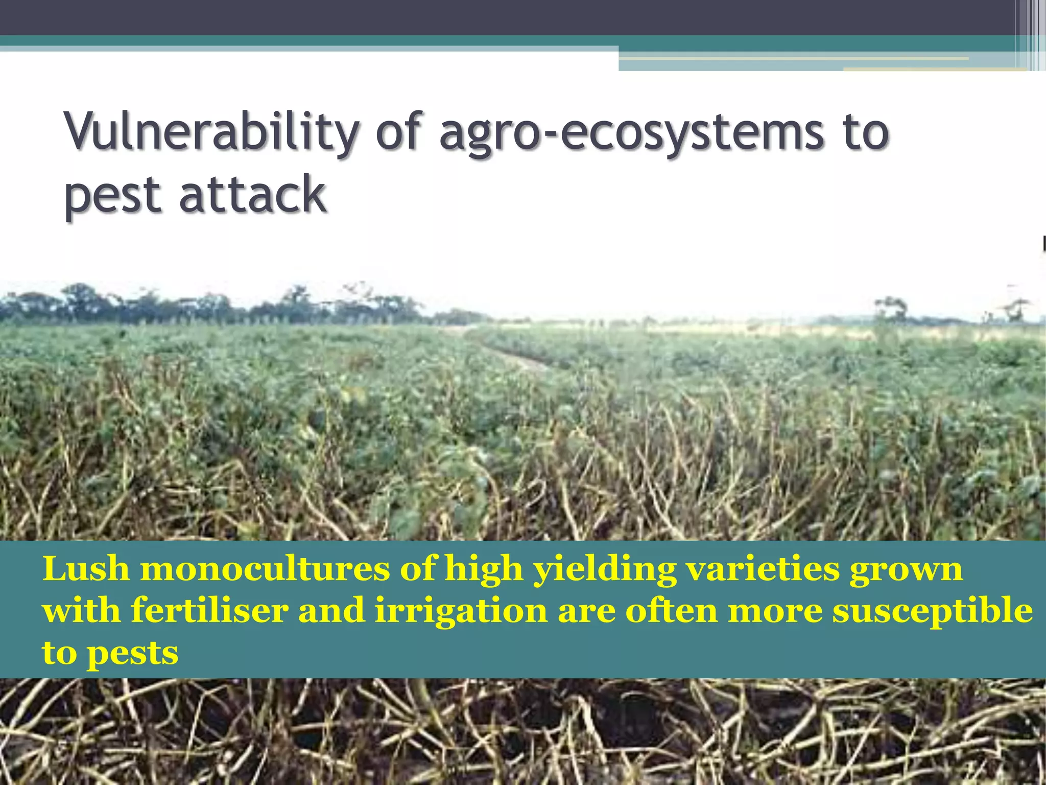 Insect plant interactions | PPTX
