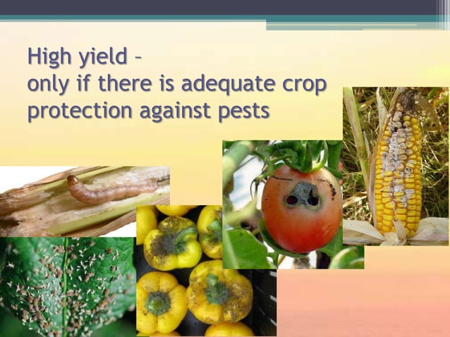 Insect plant interactions | PPTX