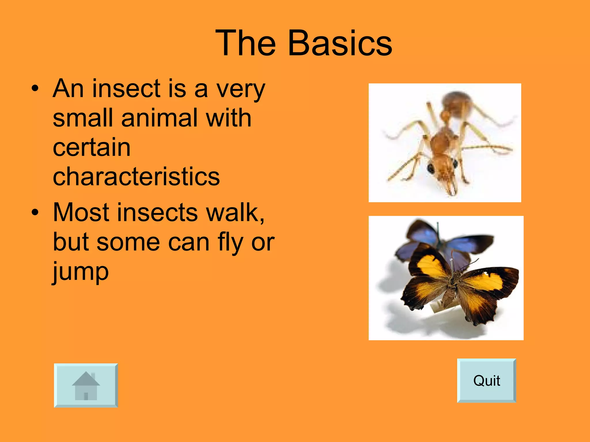 Insects Powerpoint | PPT