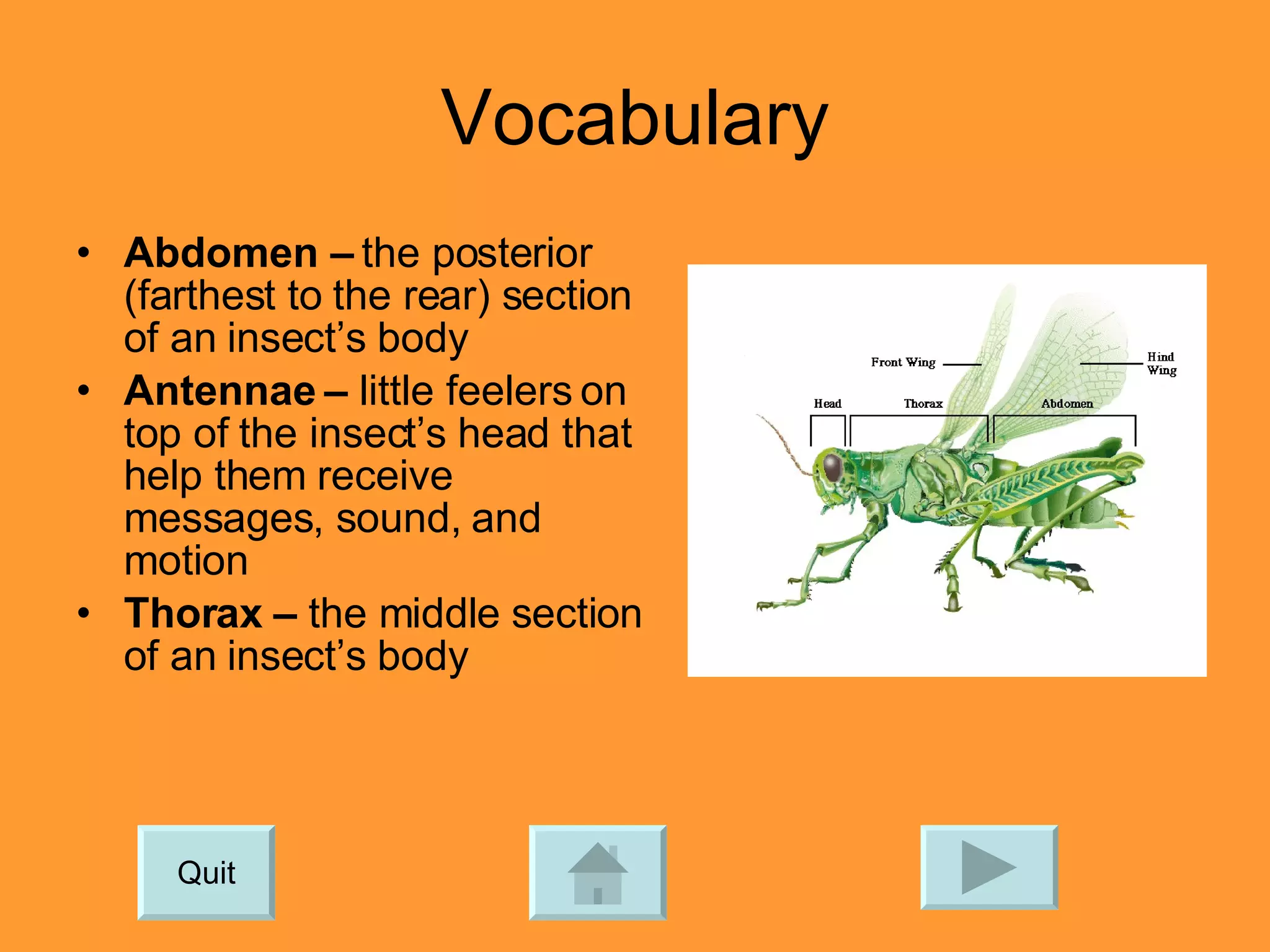 Insects Powerpoint | PPT