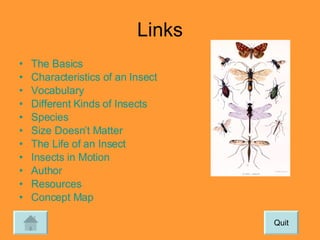 Insects Powerpoint | PPT