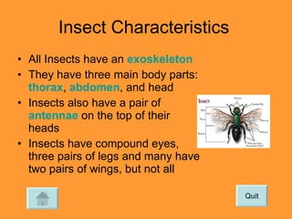 Insects Powerpoint | PPT