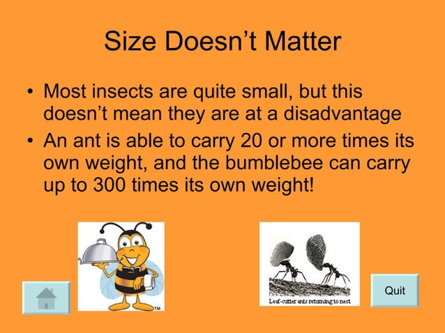 Insects Powerpoint | PPT
